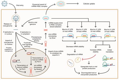 Biology Special Issue Precision Genome Editing Extracellular