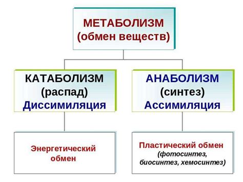 Признаки и свойства живых систем Online Presentation