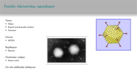 Adenoviridae Flashcards Quizlet
