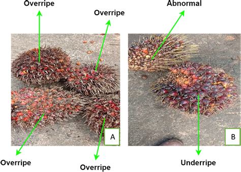 Video Based Oil Palm Ripeness Detection Model Using Deep Learning Heliyon