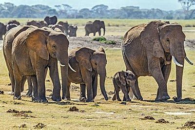 African Bush Elephant Wikipedia