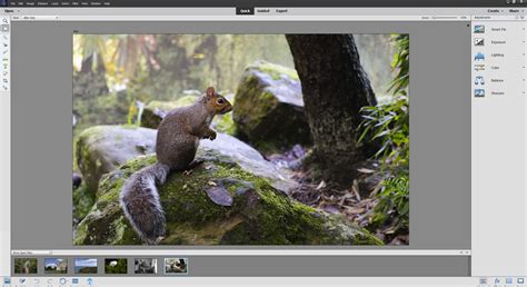 adobe photoshop elements 2020 organizer
