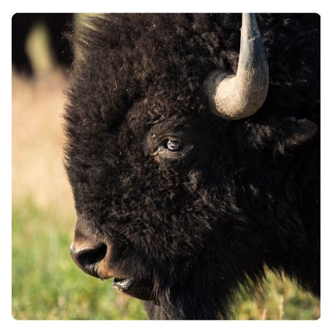 Audio And Video Learning Cskt Bison Range