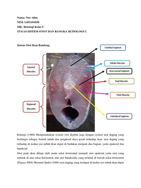 Sistem Otot Dan Rangka Ikan Bandeng Pdf