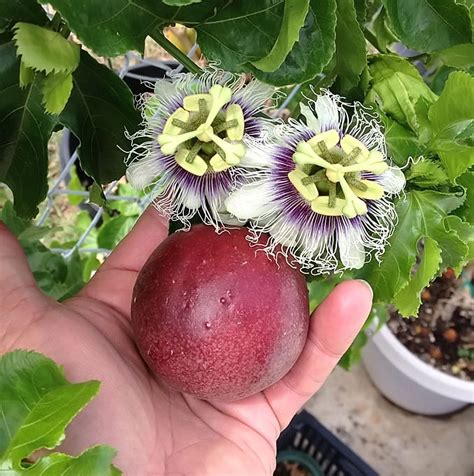 Red Rover Edible Passion Fruit Vine Live Plant Passiflora Edulis