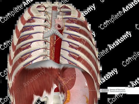 Serosa Of Stomach Complete Anatomy