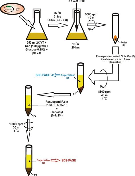 2 4 Methodology For Solubilizing I Omii From Inclusion Bodies Download Scientific Diagram