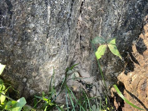 Powder Post Beetles Tree Infestation Wood Boring Larvae Dying Trees