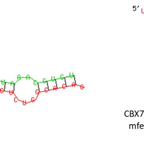 Mirna Green Vs Mrna Red Pairing Using Rnahybrid Algorithm