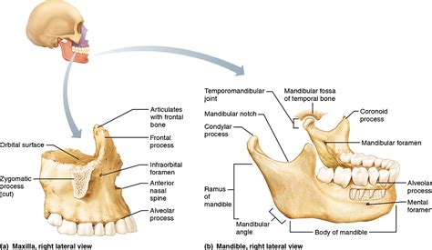 Detailed Anatomy Of Maxilla And Mandible Diagram Quizlet