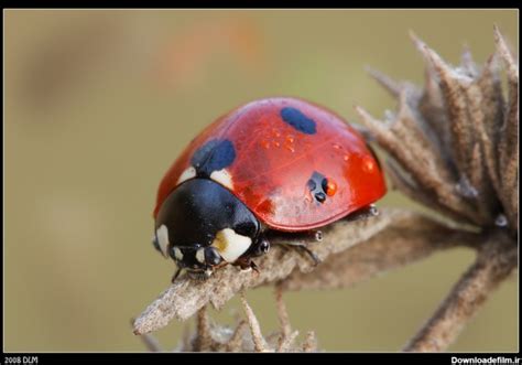 عکس کفشدوزک