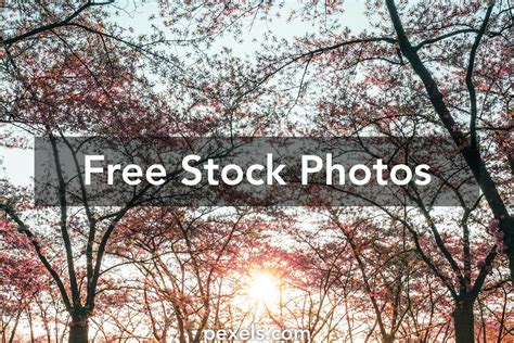 Tree Alignment Photos Download The Best Free Tree Alignment Stock