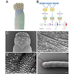 Overview Of Stomatal And Gynoecium Development And The Presence Of Stomata On Floral Organs