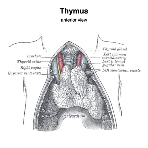 Thymus Gland Diagram