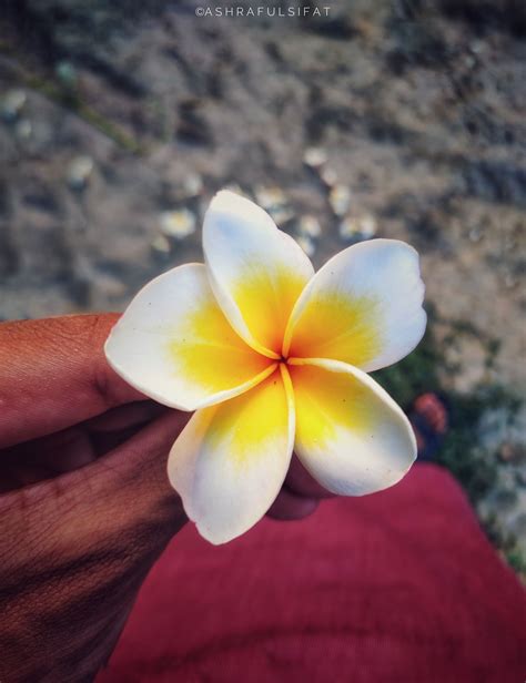 কাঠগোলাপের অনুরাগ Flower Background Wallpaper Flowers Photography Flowers Nature