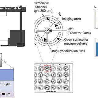 Schematic representation of the five channel µLAMP based microfluidic Download Scientific