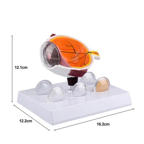 Cataract Eye Model Cataract Eye Model And Cataract Model