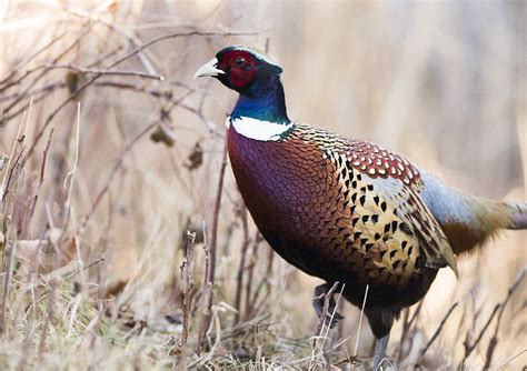 Michigans Pheasant Release Program Will Triple Number Of Birds