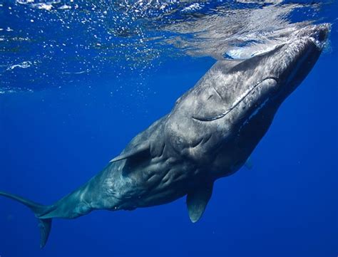 The whale whisperer: Andrew Armour strokes a sperm whale