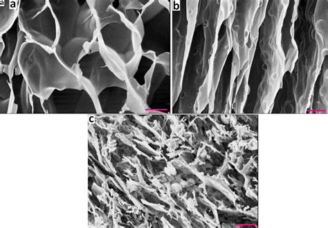 Microstructure Of Plga Gelatin Scaffolds A Perpendicular And B Download Scientific Diagram