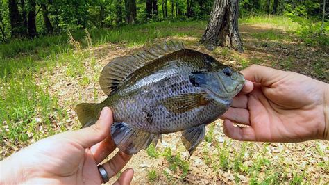 Warmouth Vs Bluegill What Is The Difference Get Fishing