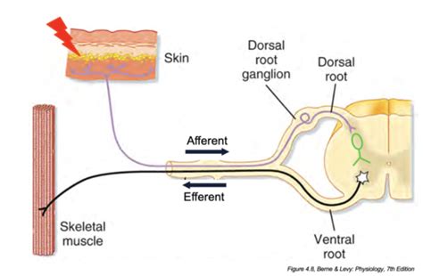 PHSL Lecture Flashcards Quizlet
