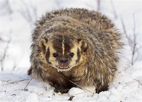 American Badger Alchetron The Free Social Encyclopedia