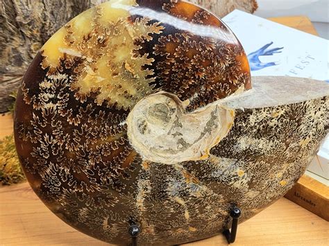 Ammonite Fossil Crystal Arcana