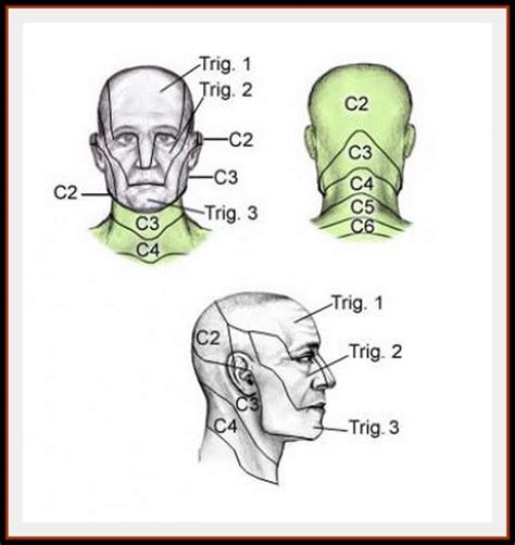 Truthlady3 Dermatomes Dermal Segmentation