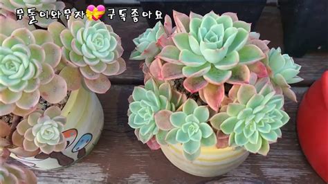 🌄서로 앞다투어노숙자되기꼬물이 잎꽃먼로방울복랑밭떼기아이들밖으로나가기🌄 Youtube