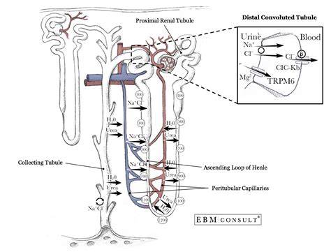 Loop Of Henle Kidney