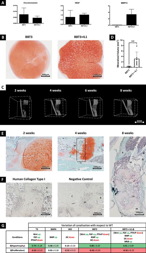 Il 1β Priming Allows Successful Fracture Repair Upon Il 1β Treatment
