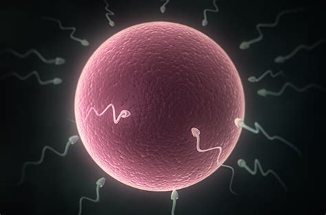 Ivf With Donor Eggs In Mumbai India Clinics Center And Treatment