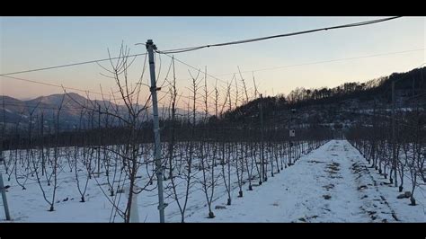 눈이 오면 고라니 피해가 심해집니다 모든유해조수퇴치기 멧돼지 조류퇴치기 조류 고라니 새 꽃눈 유해조수퇴치기 레이저 움직이는유해조수퇴치기 Youtube