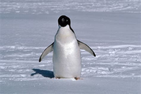 Picture Of Adelie Penguin On Antarctic Sea Ice