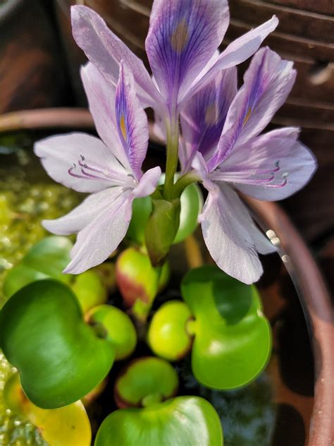 Water Hyacinth Flower Nature Free Photo On Pixabay Pixabay