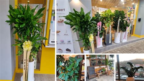 개업 축하 화분 문구의 종류와 작성법 정성꽃배달 전국 꽃바구니 꽃배달 화환 화분