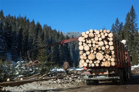 Premium Photo Stack Of Logs Against Trees