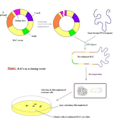 Difference Between Cloning Vector And Expression Vector Clone Vector Different