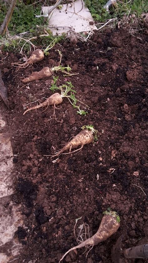 Saving Parsnip Seed