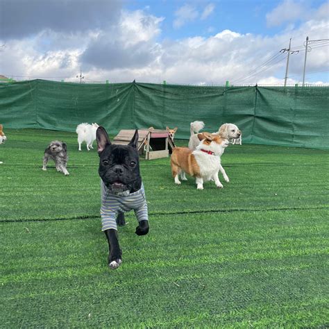 프렌치불독카롱강아지 책임 분양 강아지•고양이입양 강아지보호소 고양이보호소 무료분양 아이조아보호소