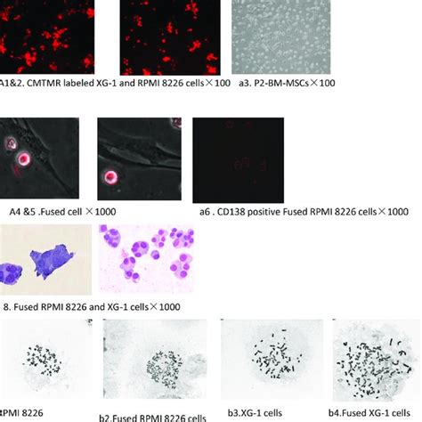 Effects Of Cell Fusion On Cell Behaviors Fusion With BM MSCs Not Only Download High