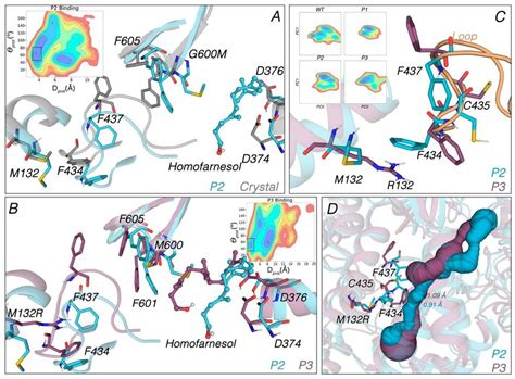 Substrate Binding Conformational Landscape For A P2 And B P3 Variants Download Scientific