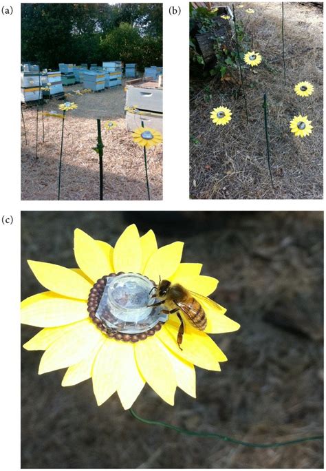 A Apiary With An Artificial Flower Array Arranged In The Shade 12