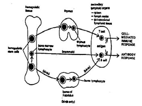 Organs Of The Immune System Central Lymphoid Organ