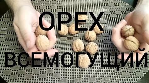ПРИМЕНЕНИЕ СКОРЛУПЫ ГРЕЦКОГО ОРЕХА. - YouTube