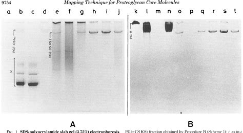 Figure 1 From A Mapping Technique For Probing The Structure Of Proteoglycan Core Molecules