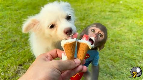 ویدئو کارتونی بچه میمون بازیگوش ماجراهای میمون و خوردن آبنبات های