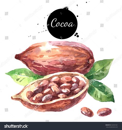 Watercolor Hand Drawn Cocoa Pod Isolated Stock Illustration Shutterstock