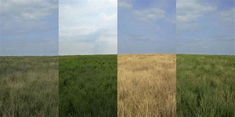 Advanced Grass Material For Ue4 Grass Nature Vegetation